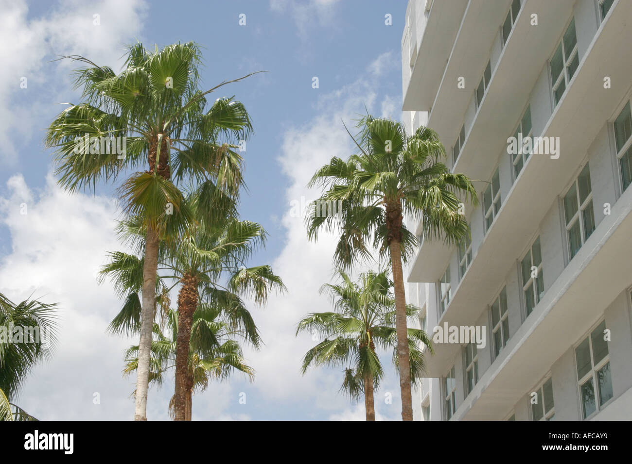 Cloudy skies palm trees hi-res stock photography and images - Alamy
