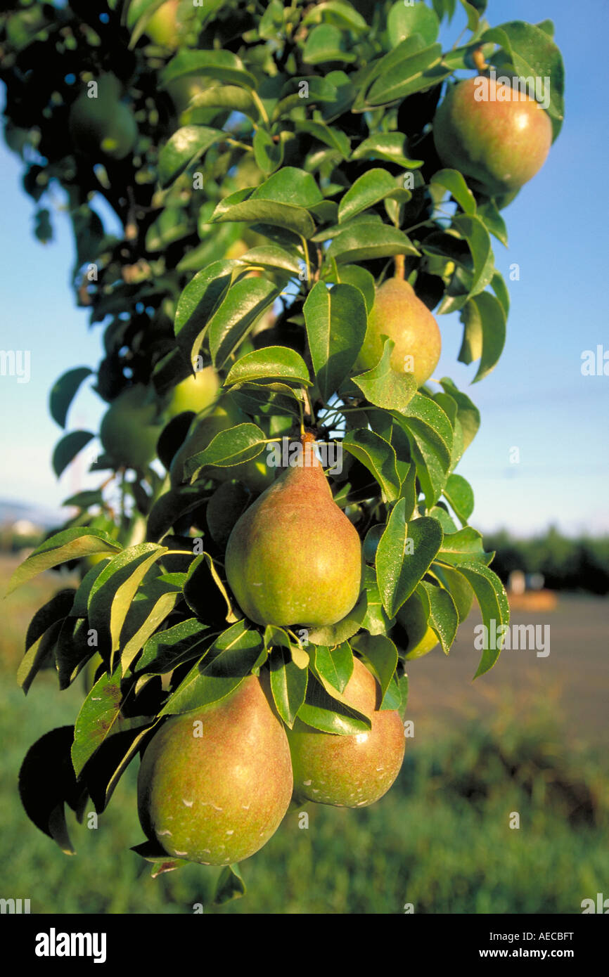 Elk255 6039 Oregon Hood River Valley pear orchard Stock Photo - Alamy