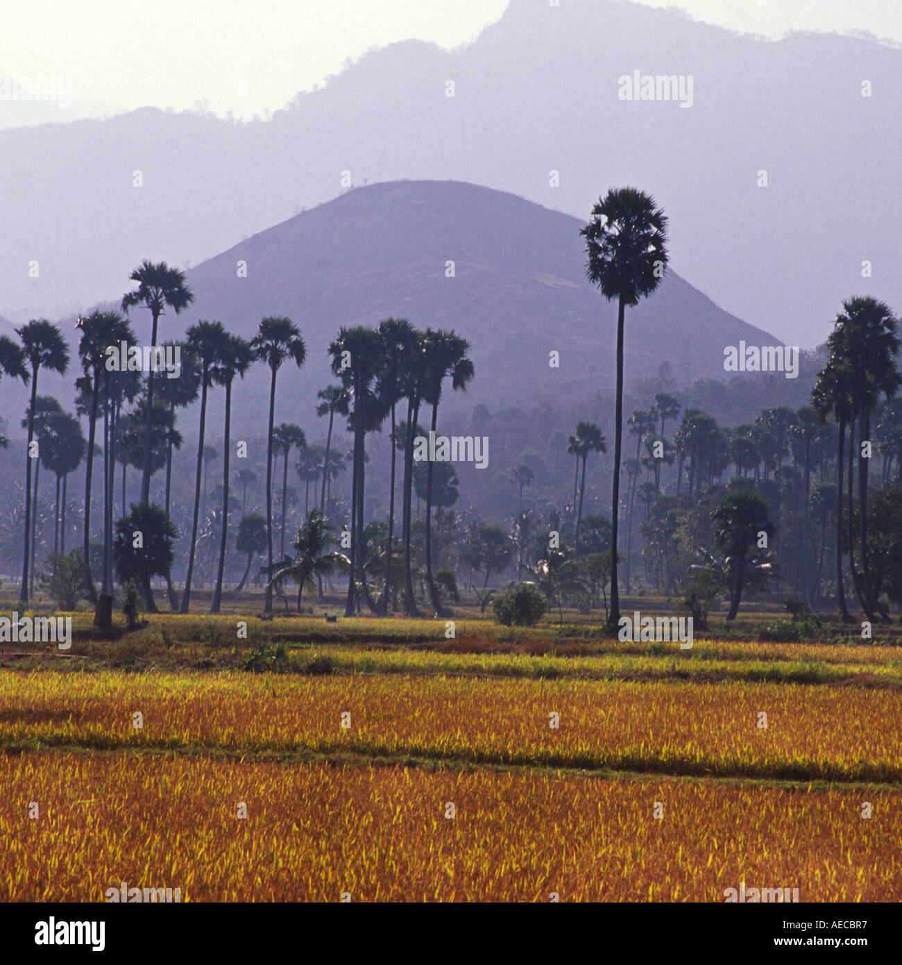 Landscape with ripe golden paddy fields, tall palm trees and misty blue ...