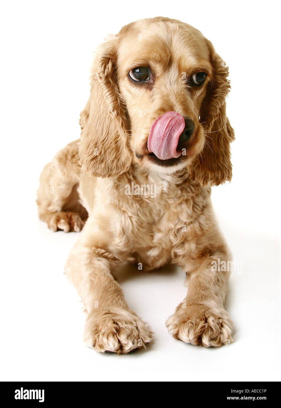 Cocker spaniel licking his nose Stock Photo - Alamy