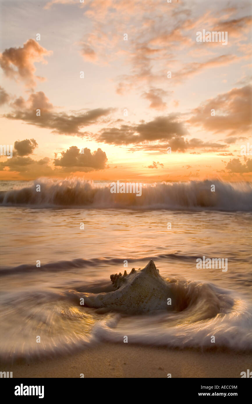 "Conch shell" on a sunset beach Stock Photo - Alamy