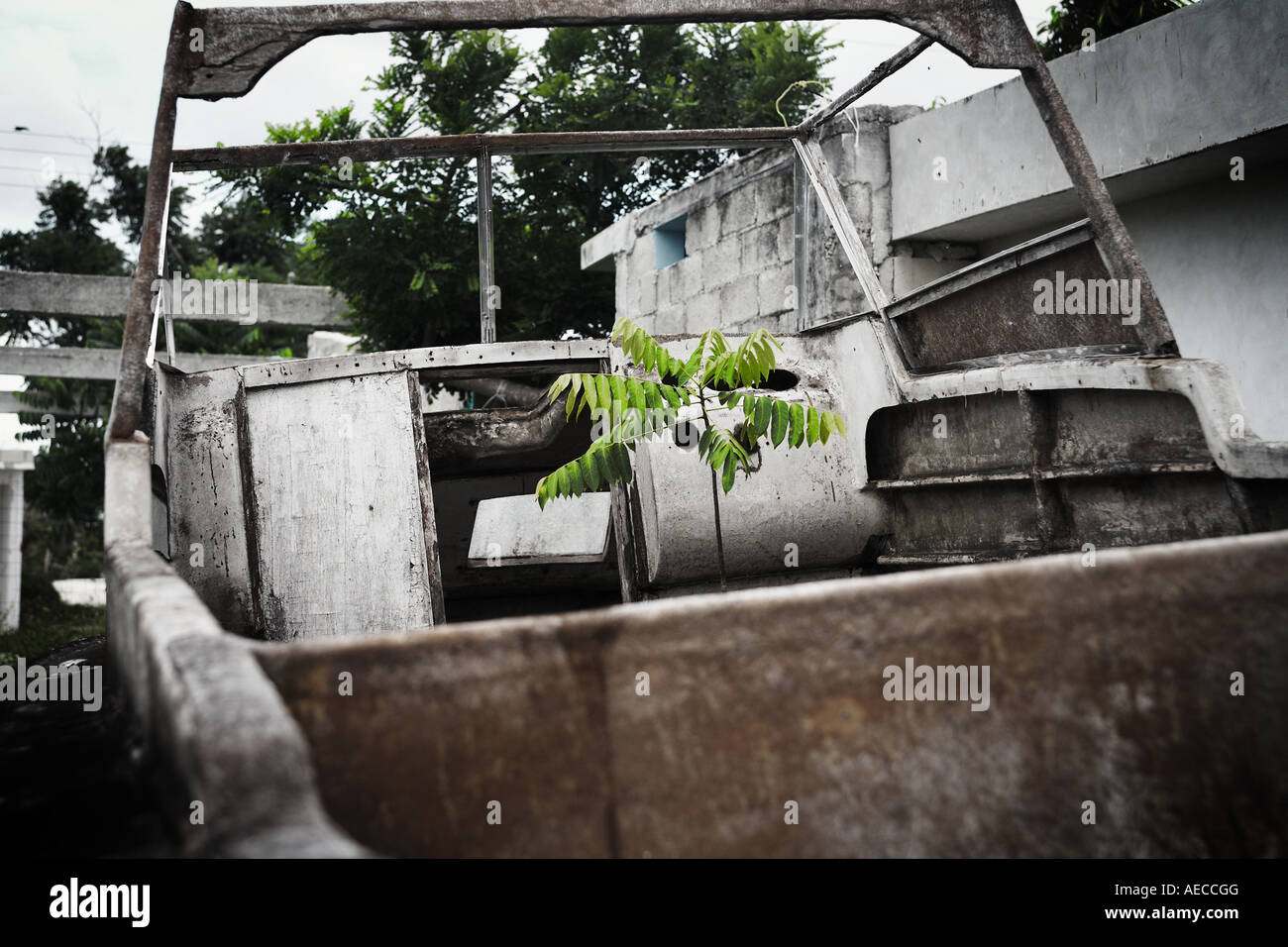 Tree Growing out of Damaged Old Boat in Cozumel Mexico Stock Photo - Alamy