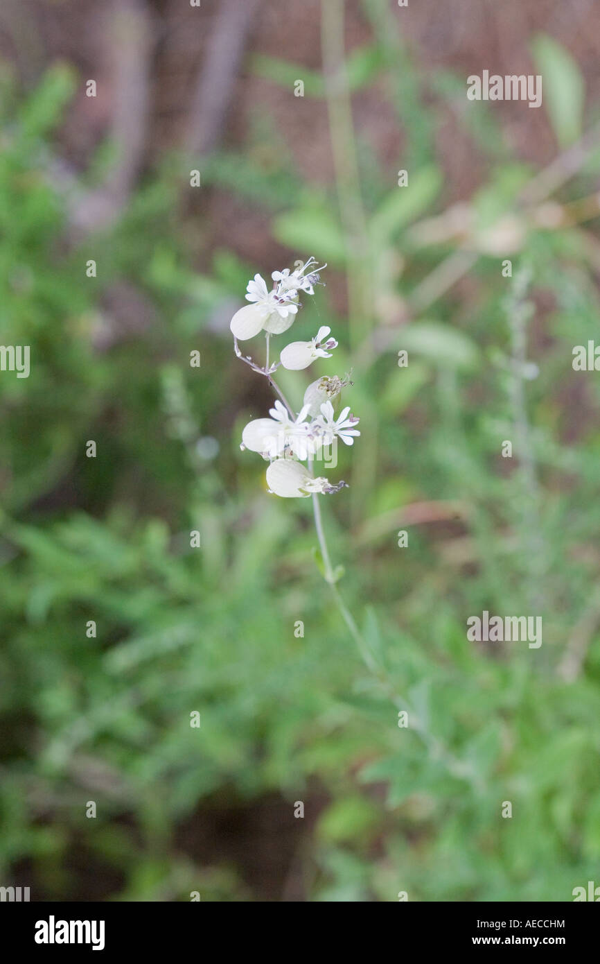Small white flower Stock Photo - Alamy