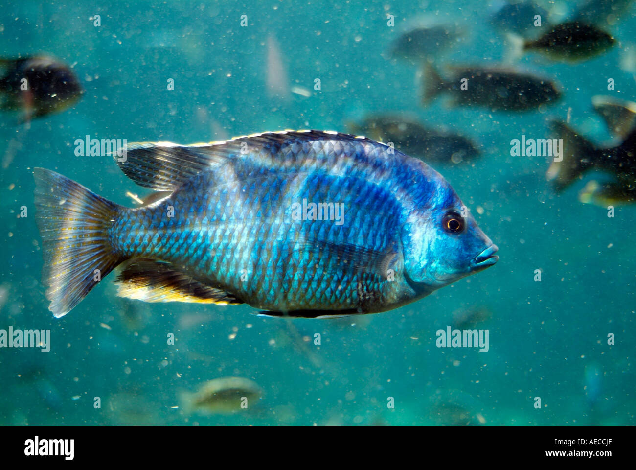 African Cichlids Cichlidae underwater blue aquatic Stock Photo - Alamy