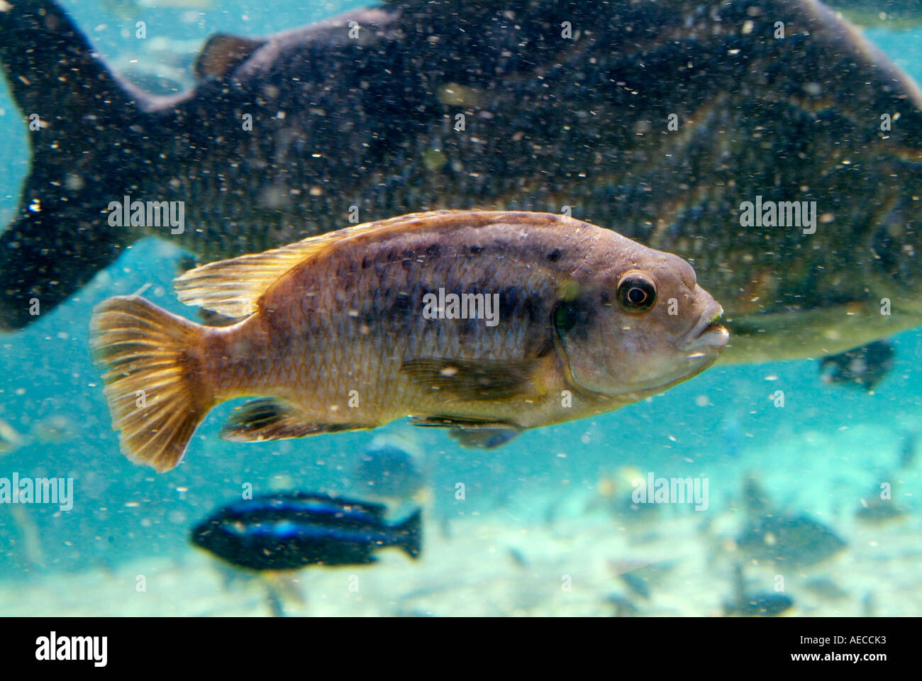 African cichlids hi-res stock photography and images - Alamy