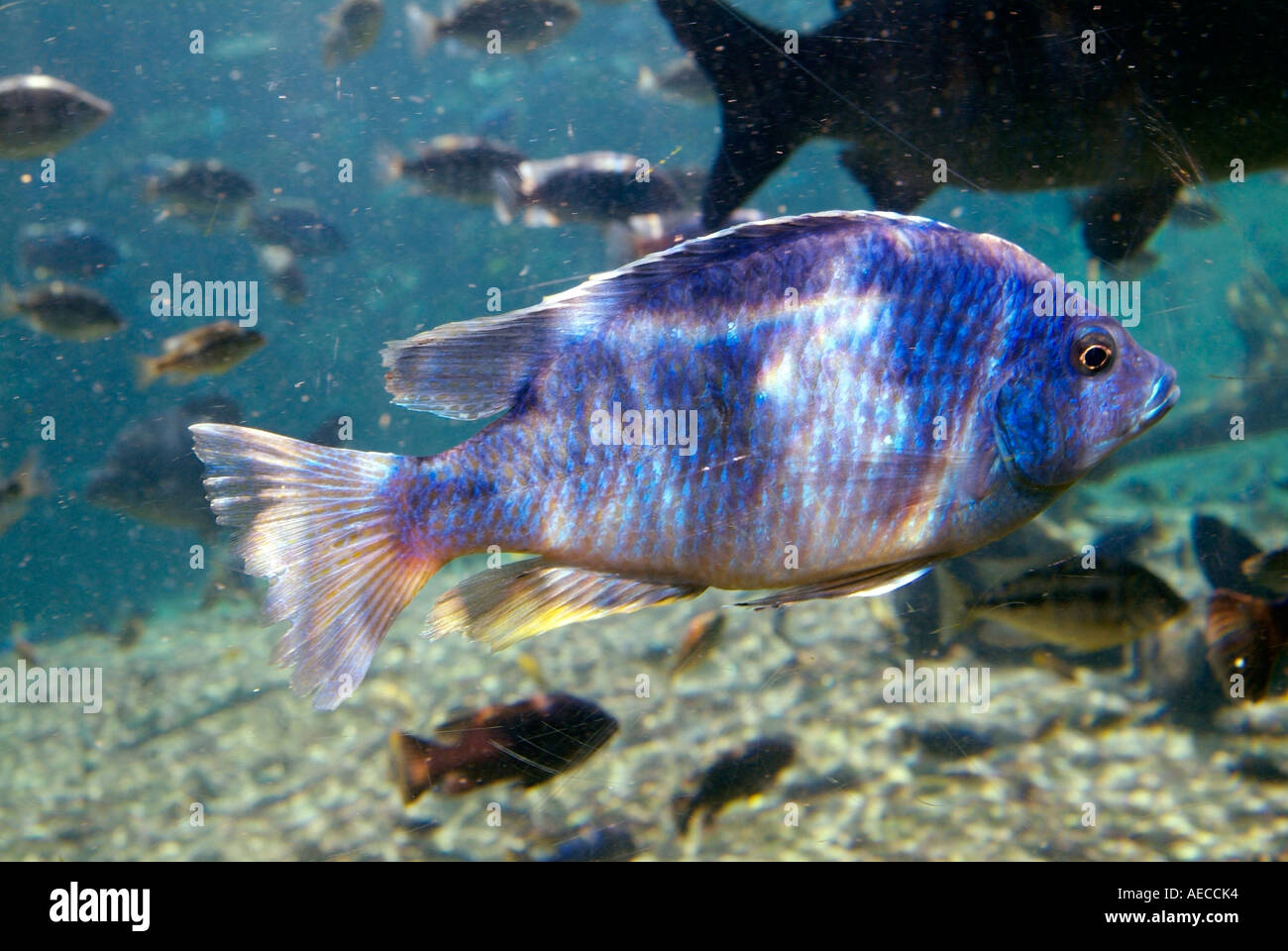 African cichlids hi-res stock photography and images - Alamy