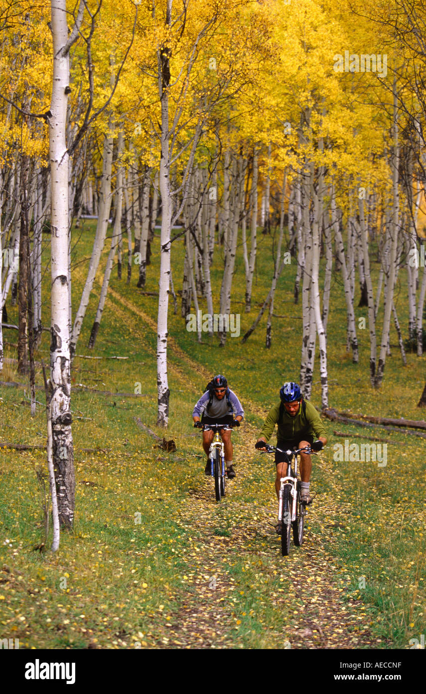 two men mountain biking through Aspen forest in fall season near ...