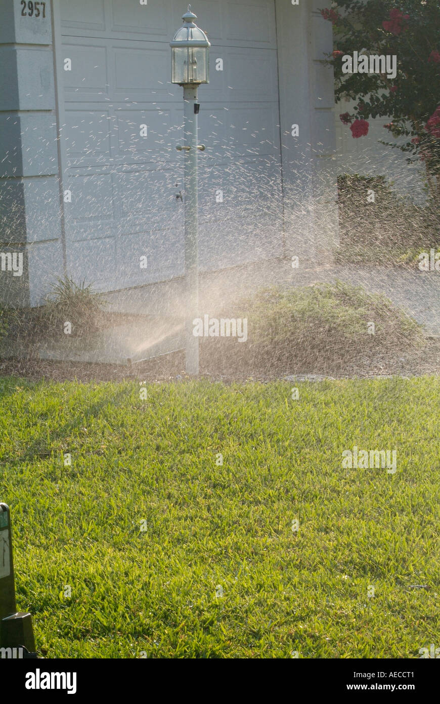 Sprinklers irrigating sprinkling Stock Photo - Alamy