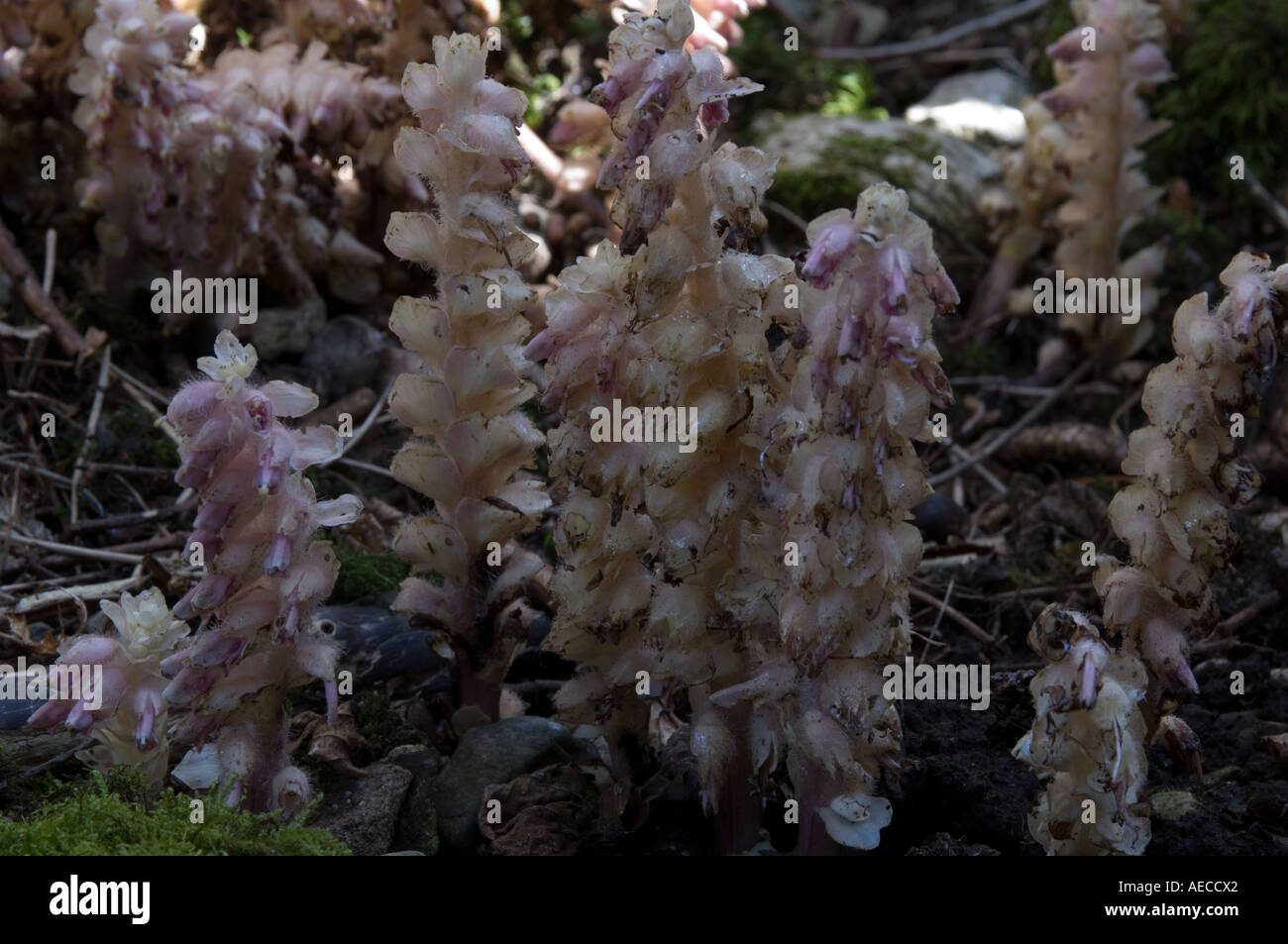 Parasite on tree roots hi-res stock photography and images - Alamy