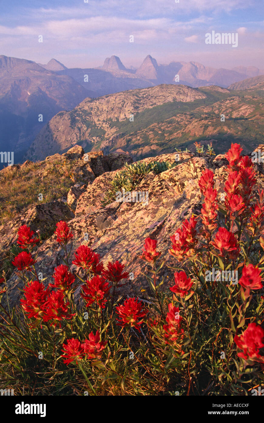 Indian Paintbrush flowers with the Grenadier range in the backround ...