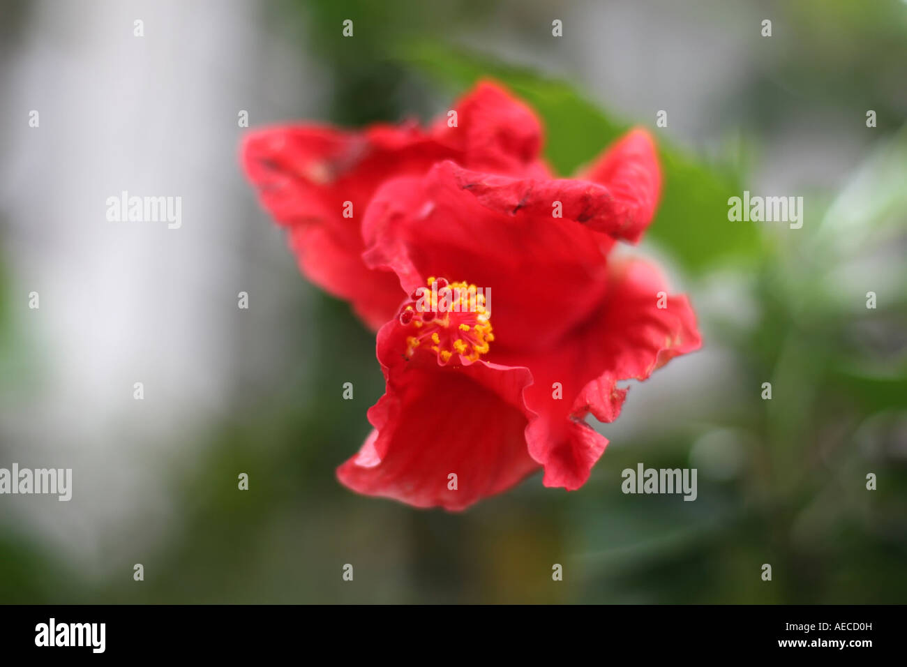 Street flowers in Brooklyn Stock Photo - Alamy
