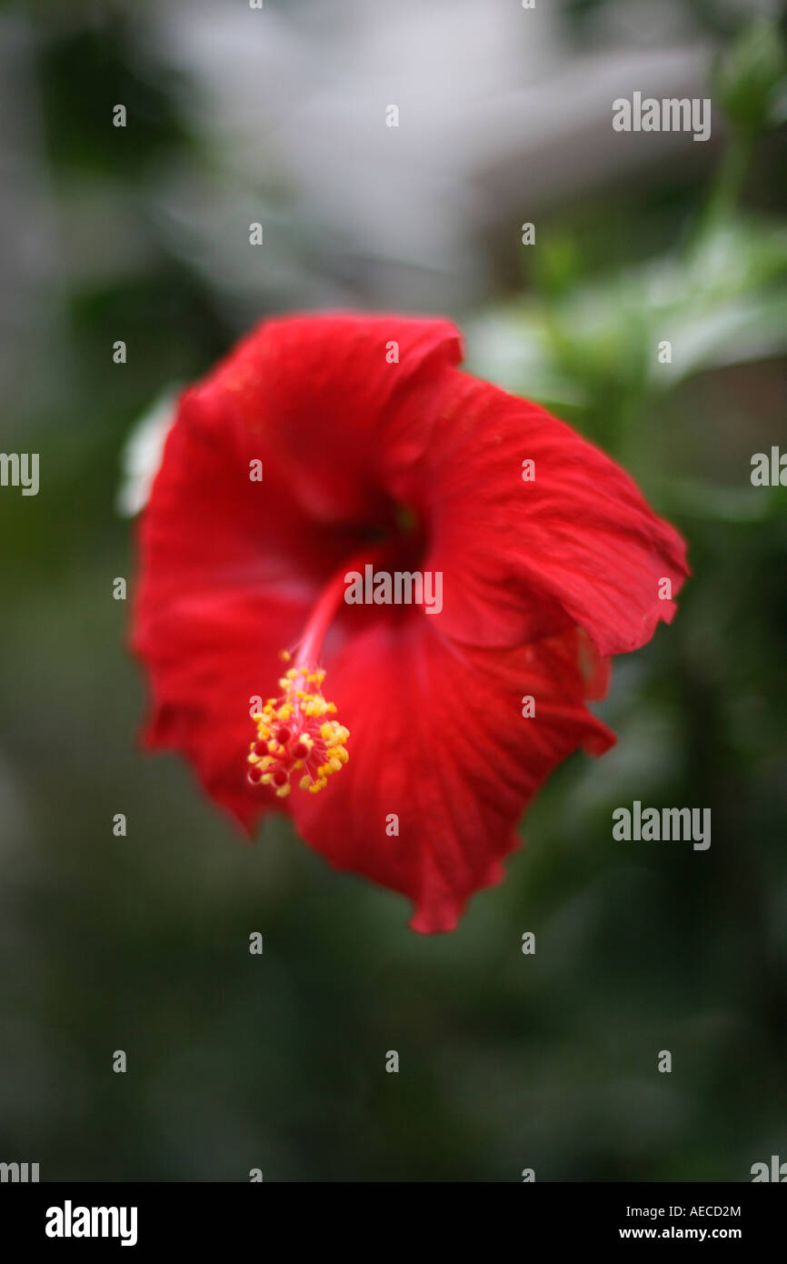 Street flowers in Brooklyn Stock Photo - Alamy