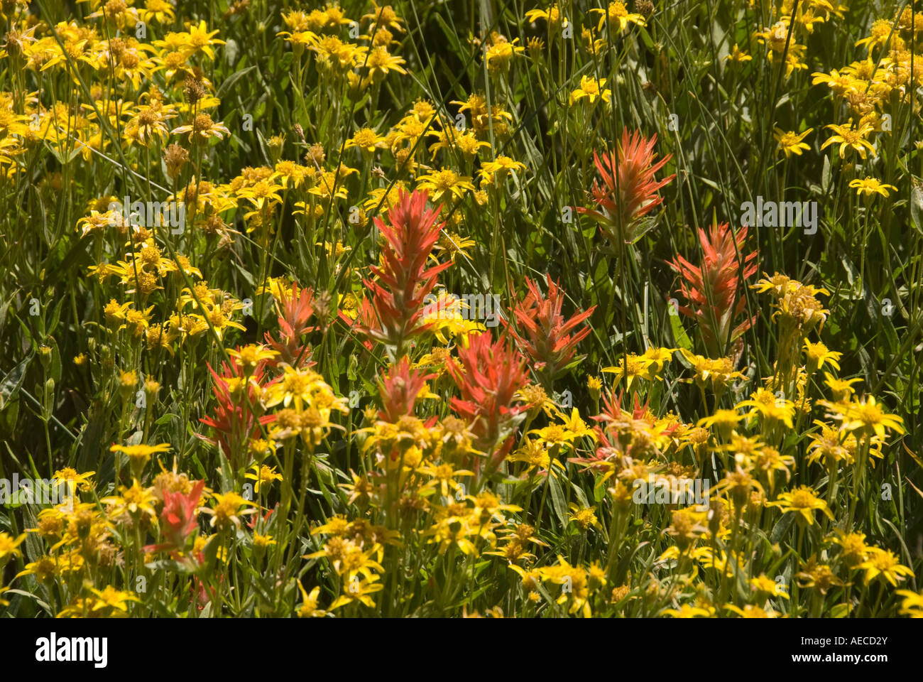 Elk255 SP15 Oregon Crater Lake NM wildflowers Indian paintbrush in ...