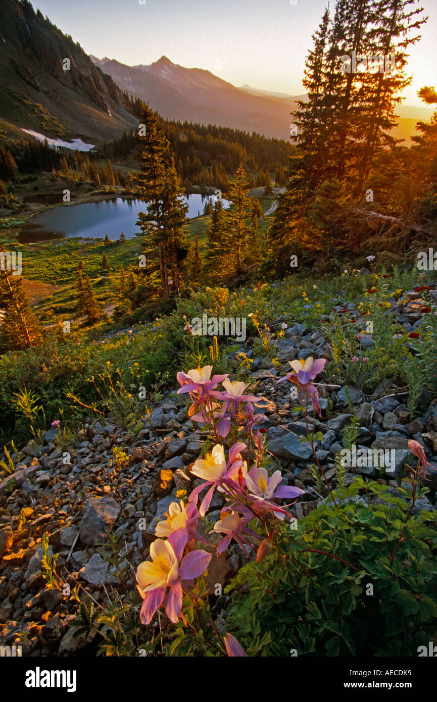 Columbine basin hi-res stock photography and images - Alamy