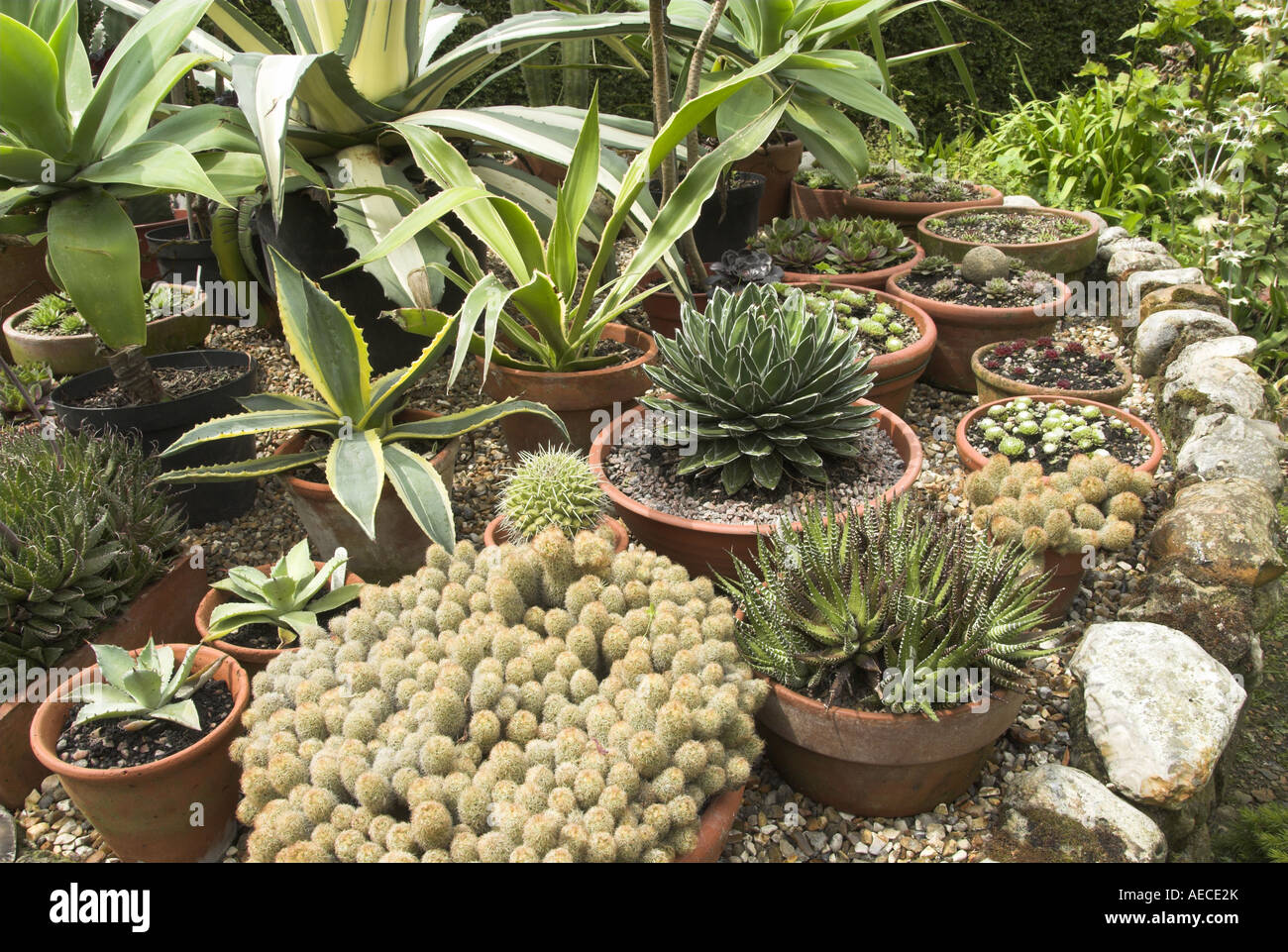 Succulents arranged on shingle bed on raised planter Stock Photo - Alamy