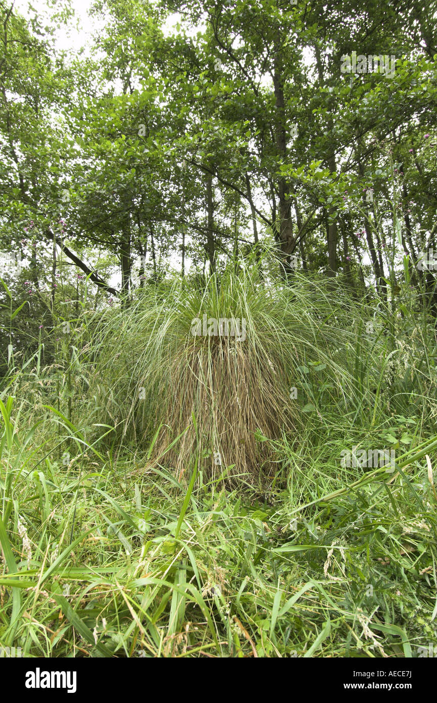 Great fen sedge hi-res stock photography and images - Alamy