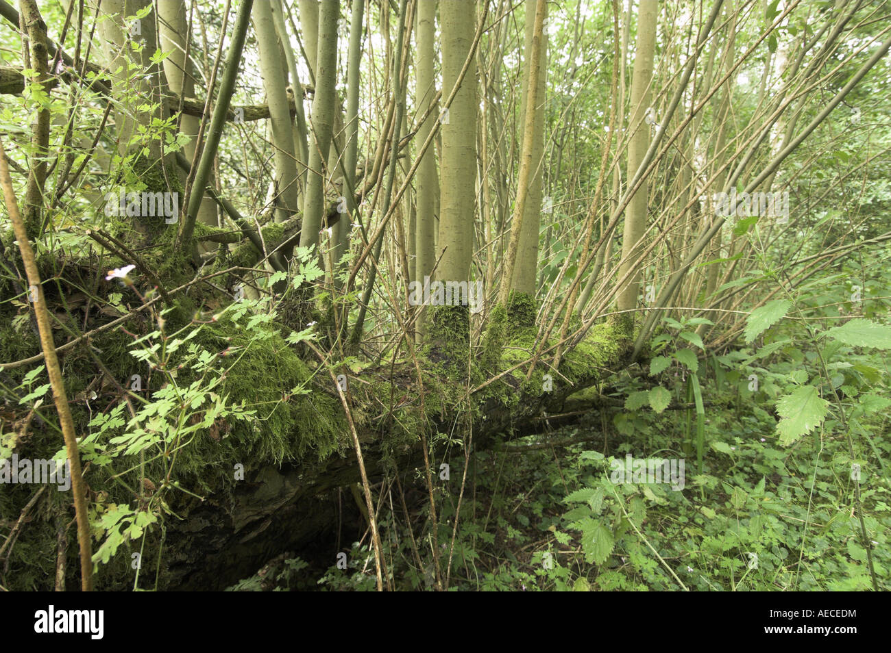 Willow salix spp fallen tree showing new shoot regeneration England ...