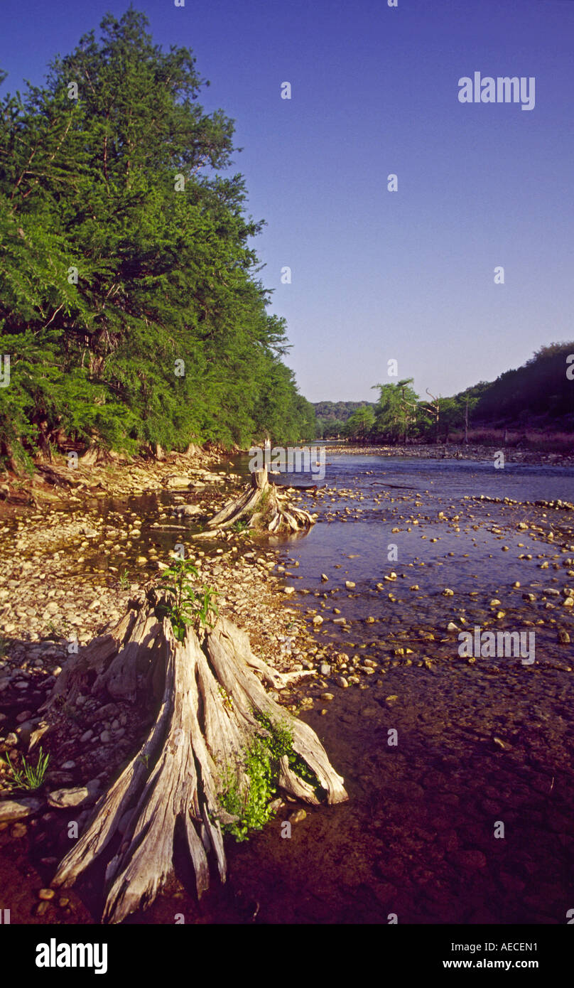 Bald cypress trunks, Pedernales River at Pedernales Falls St Park ...