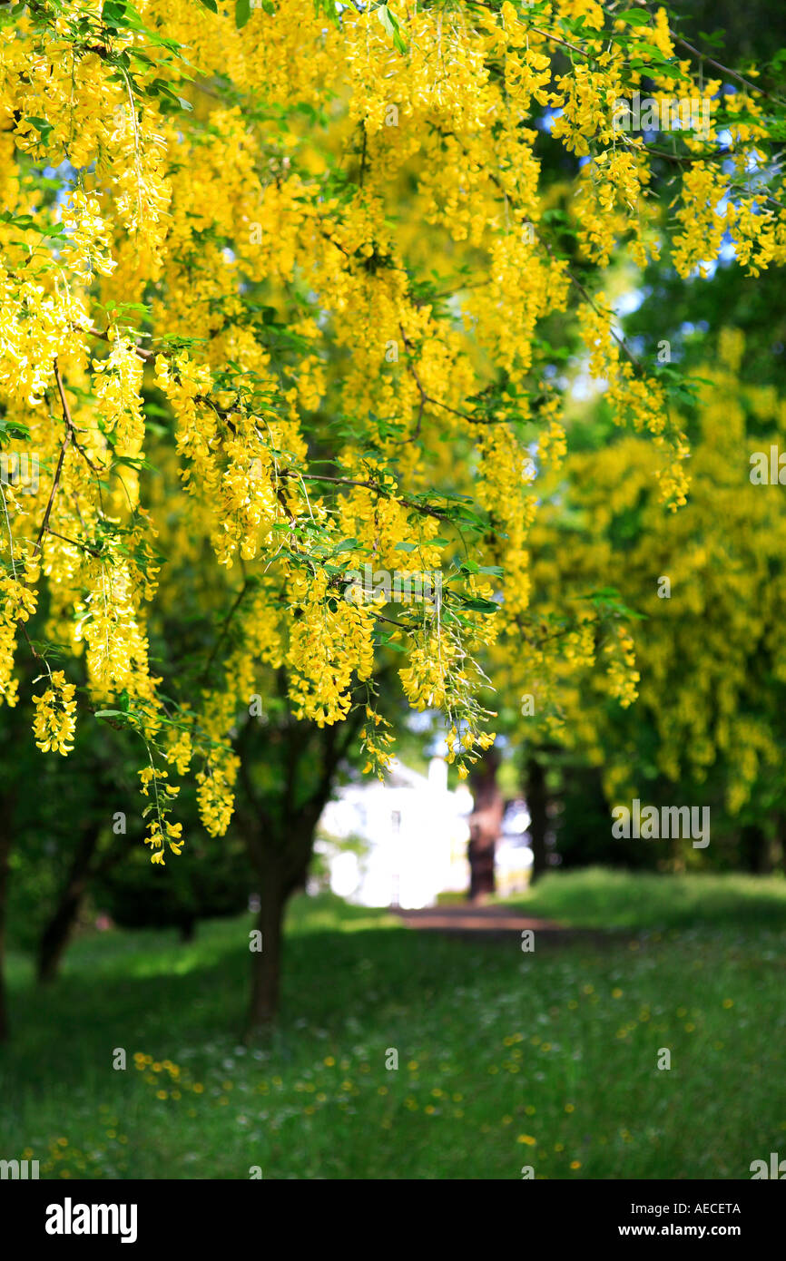 Common Laburnum Laburnum anagyroides Stock Photo - Alamy