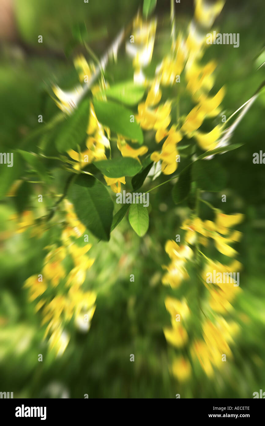 Common Laburnum Laburnum anagyroides Stock Photo - Alamy
