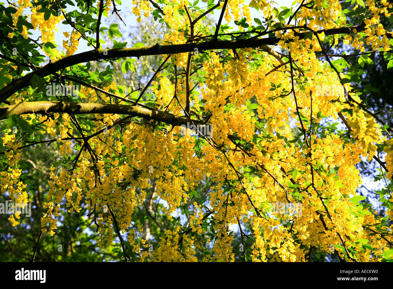 Common Laburnum Laburnum anagyroides Stock Photo - Alamy