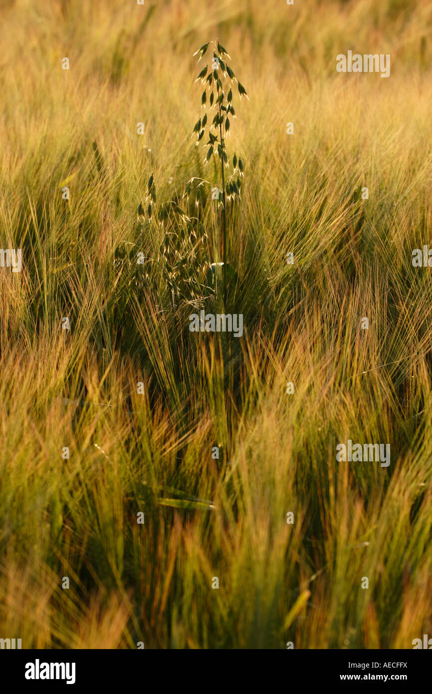 Wispy barley hi-res stock photography and images - Alamy