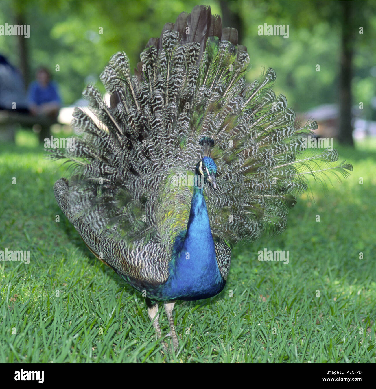 Peacock hi-res stock photography and images - Alamy