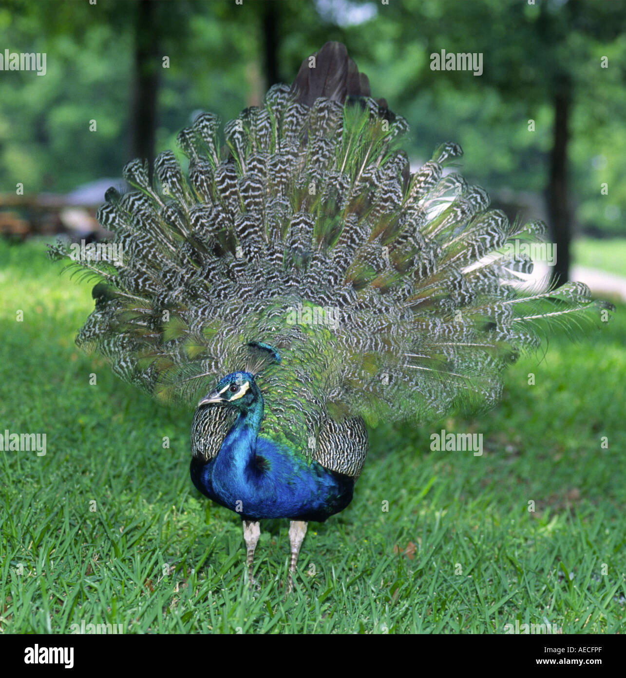 Peacock hi-res stock photography and images - Alamy