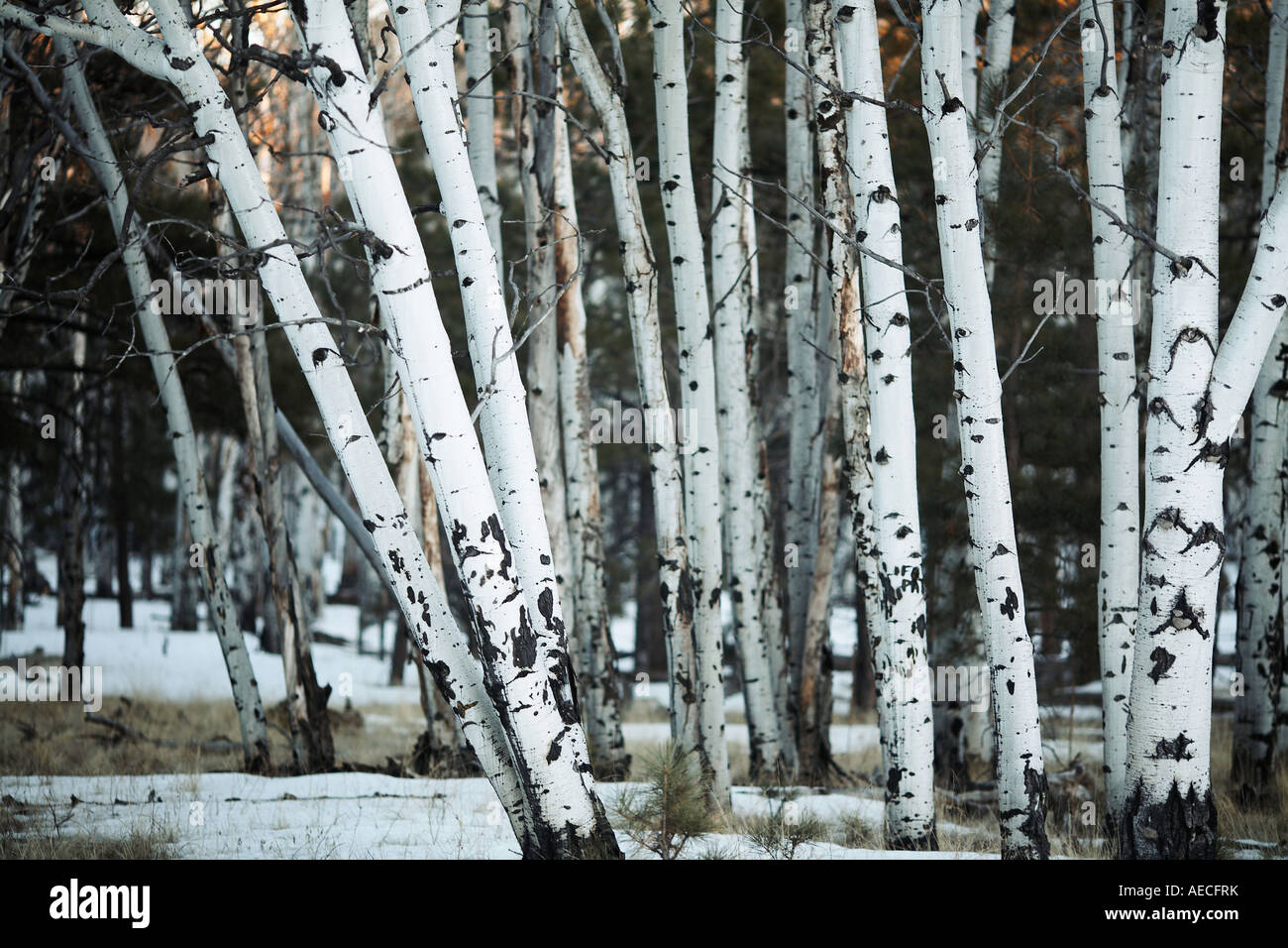 Aspen Tree Grove in Snow Outside Flagstaff South Rim Grand Canyon ...