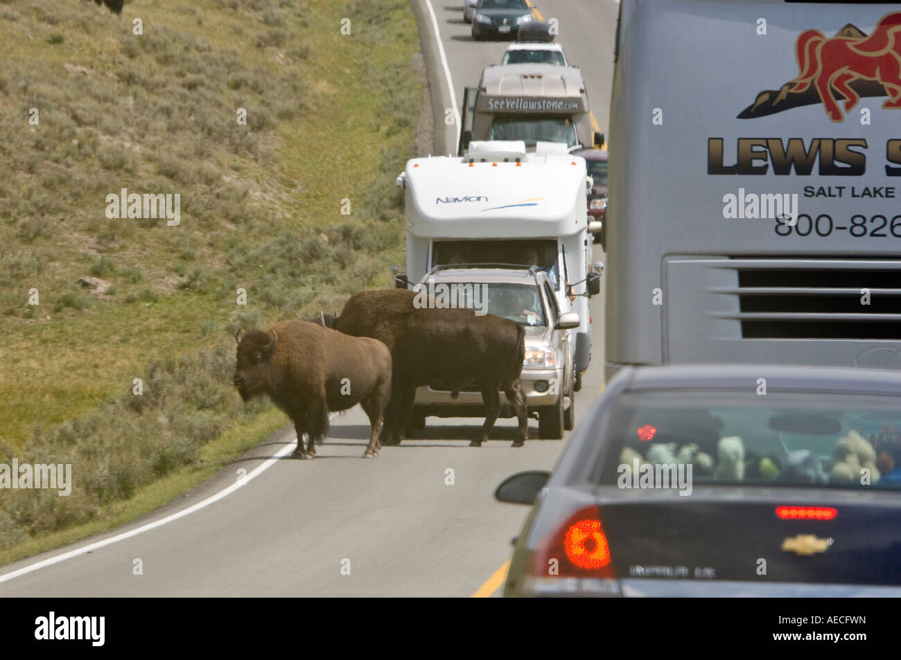 Buffalo in Yellowstone National Park Stock Photo - Alamy