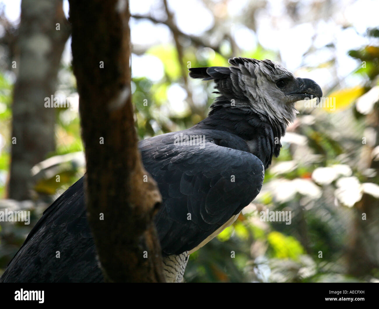 Harpy eagle on a branch of a tree. Harpia harpyja. Panama, Central ...