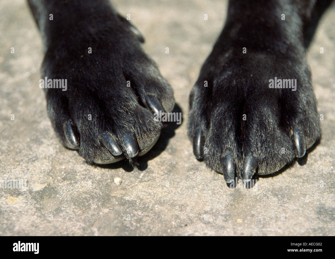 Why Are Dog Paws Black