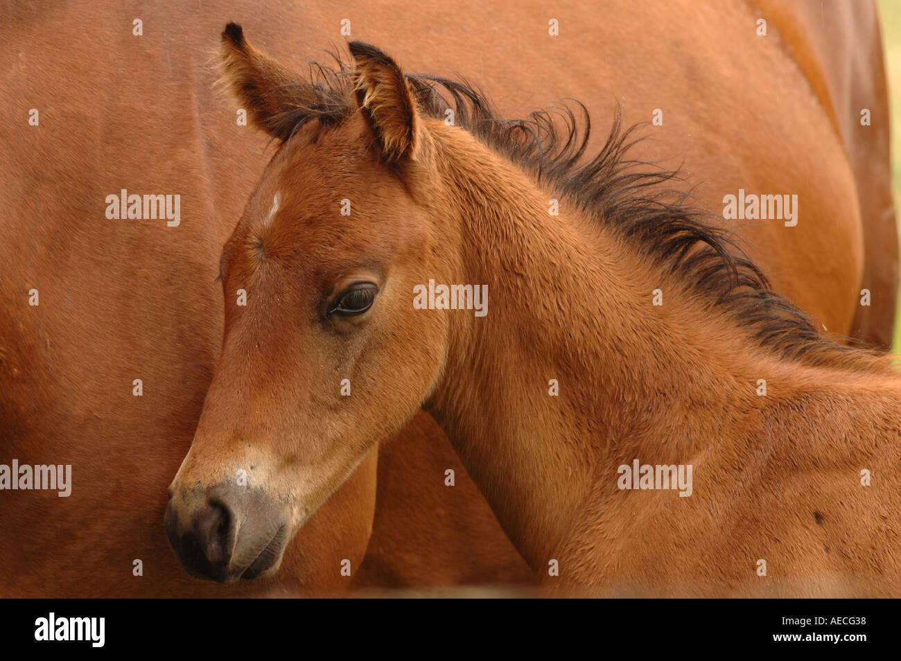 Colt canada hi-res stock photography and images - Alamy