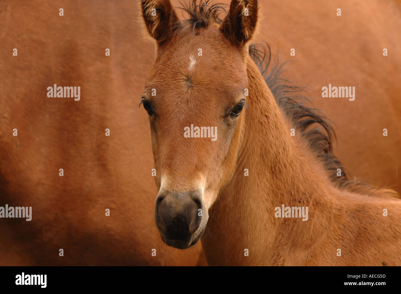 Colt canada hi-res stock photography and images - Alamy