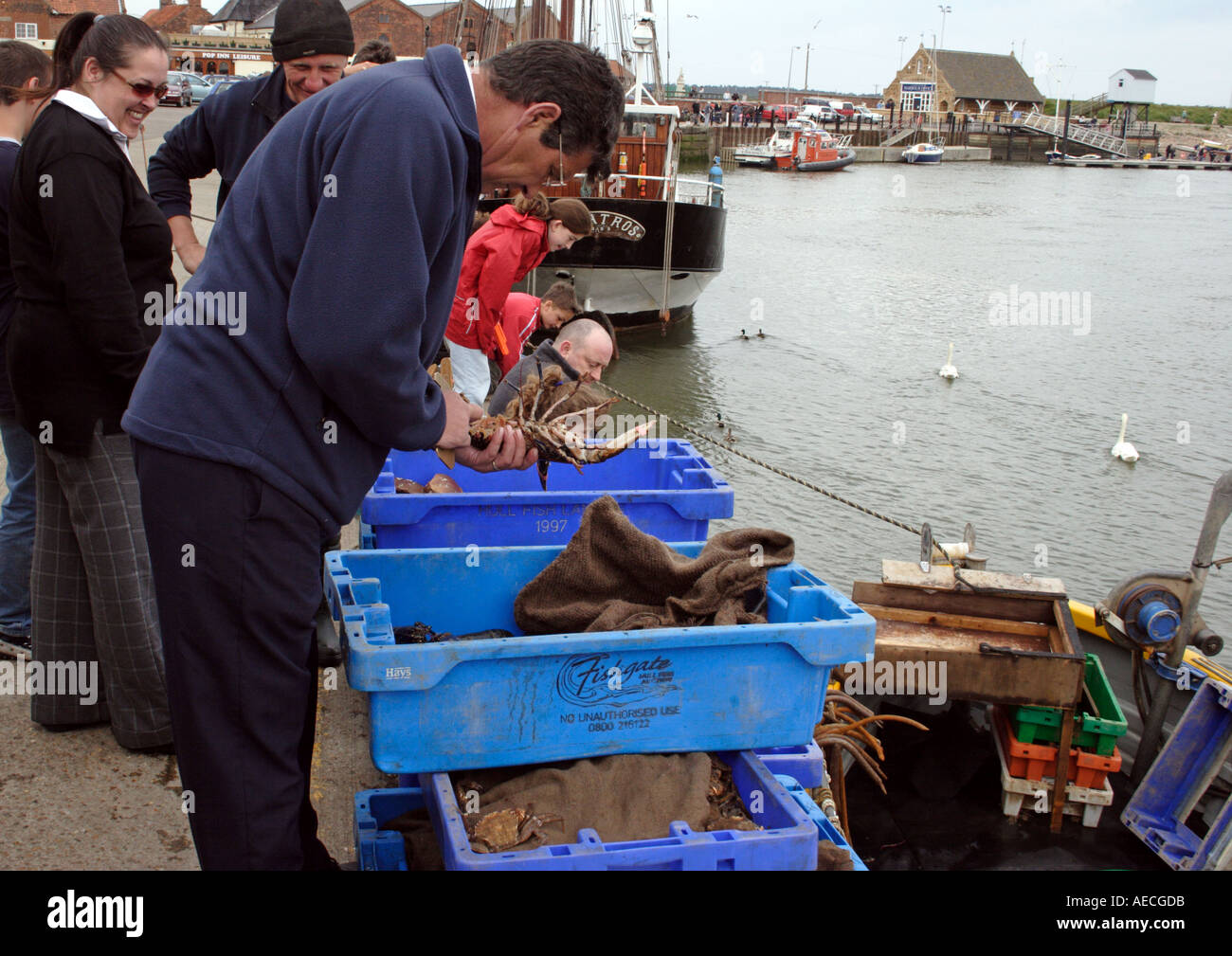 Measuring lobster hi-res stock photography and images - Alamy