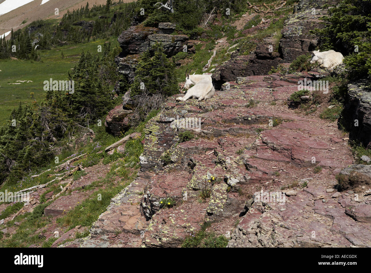 Mountain Goats Sitting On Cliff side in Glacier National Park, Montana ...