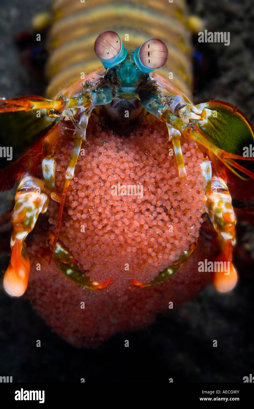 Mantis Shrimp with Eggs Lembeh Strait North Sulawesi Stock Photo - Alamy