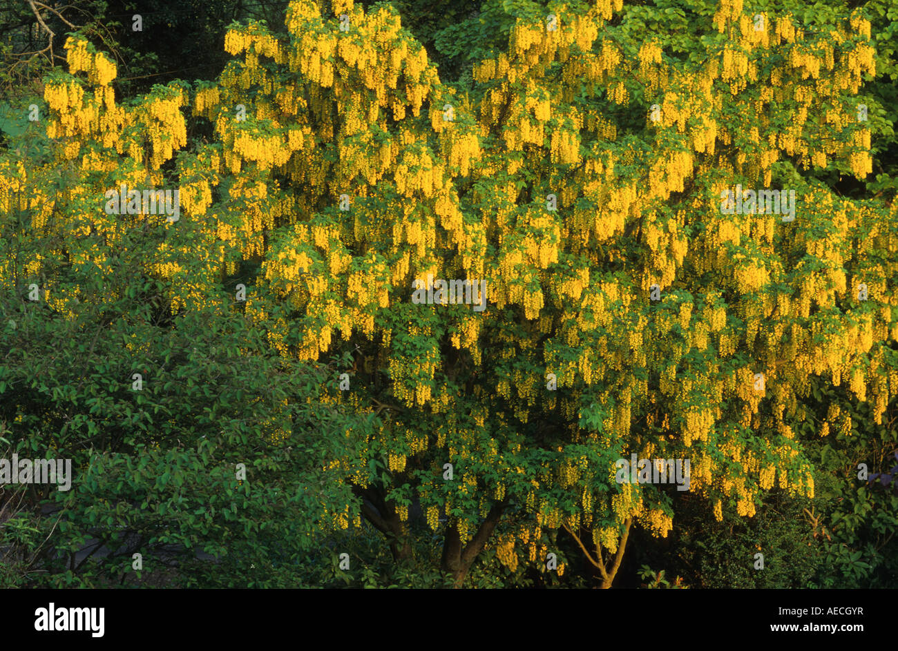 Wateri High Resolution Stock Photography and Images - Alamy