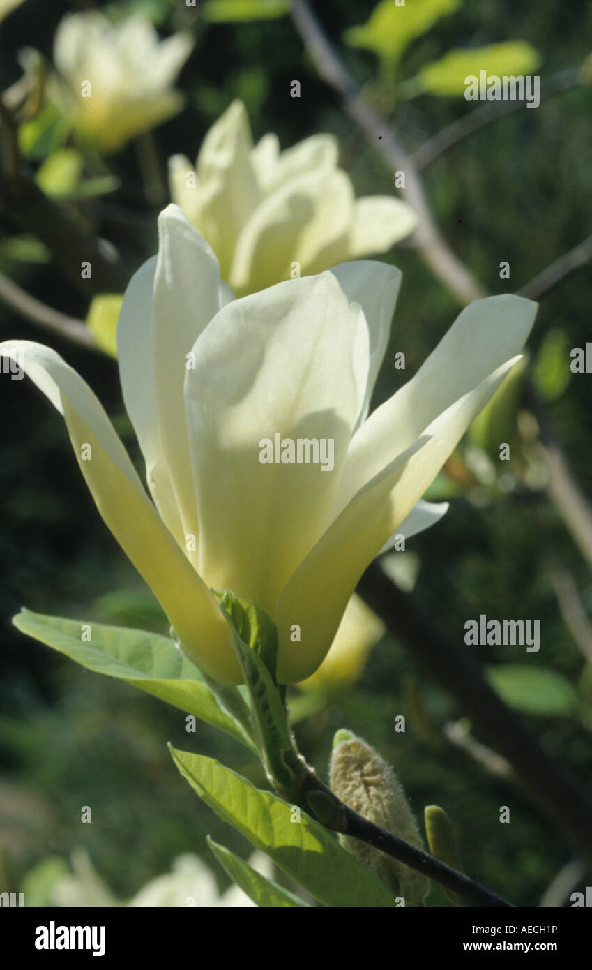 Magnolia Elizabeth Stock Photos & Magnolia Elizabeth Stock Images - Alamy