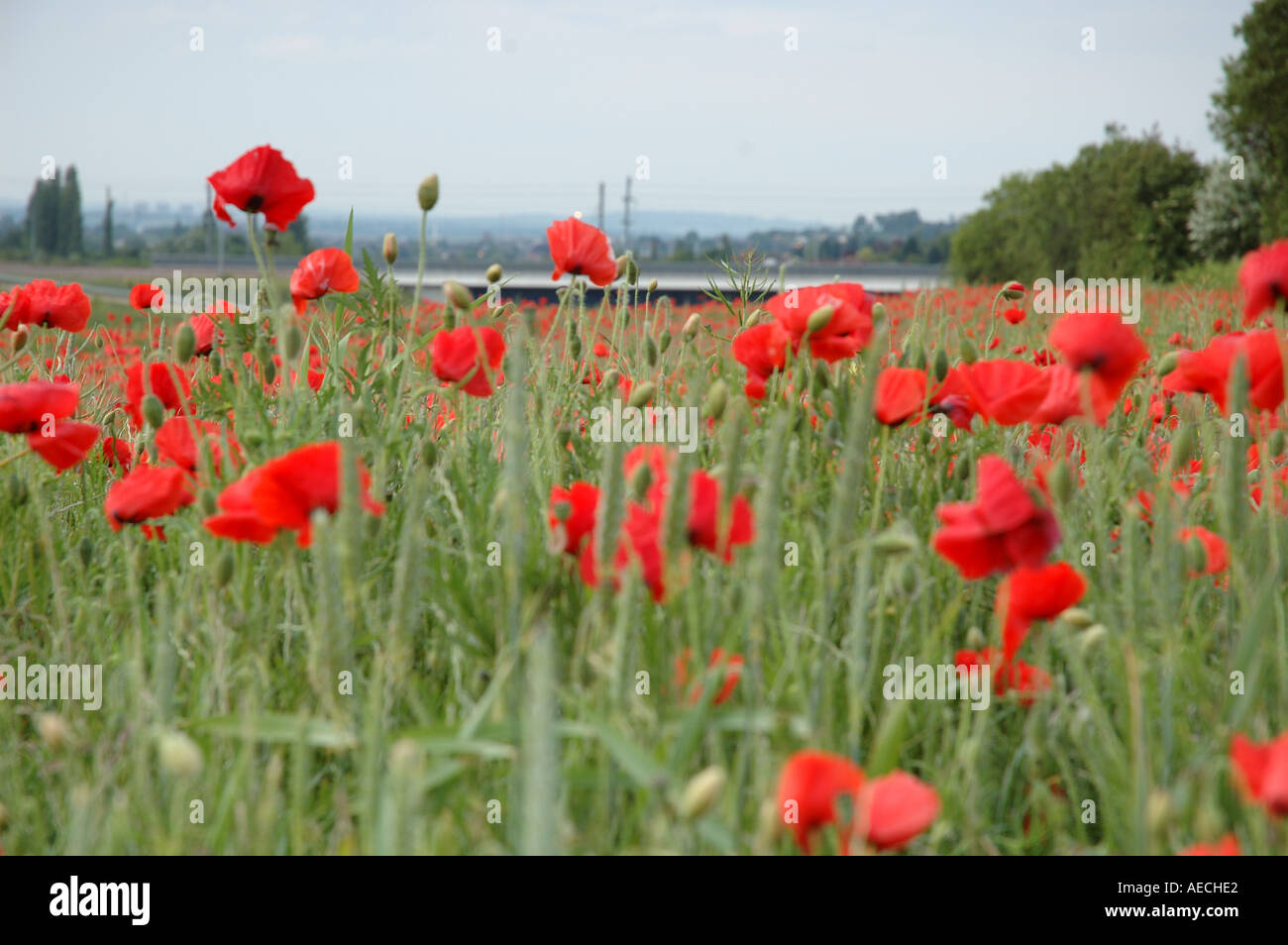 Istead rise hi-res stock photography and images - Alamy