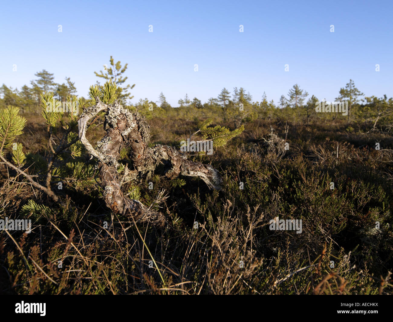 Stump in bog Stock Photo - Alamy