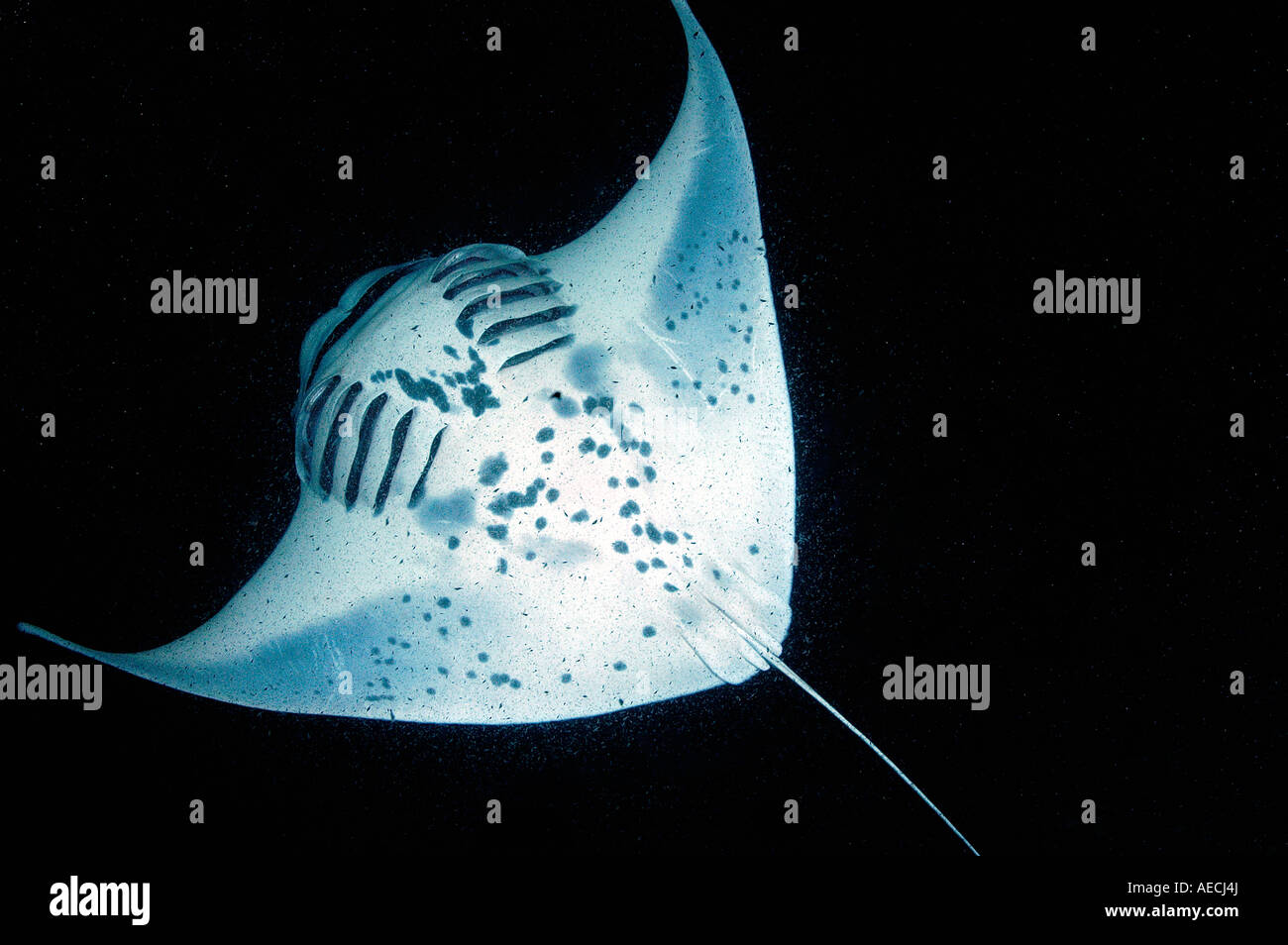 manta ray at night Manta birostris Manta Ray Night Dive Kona Big Island ...