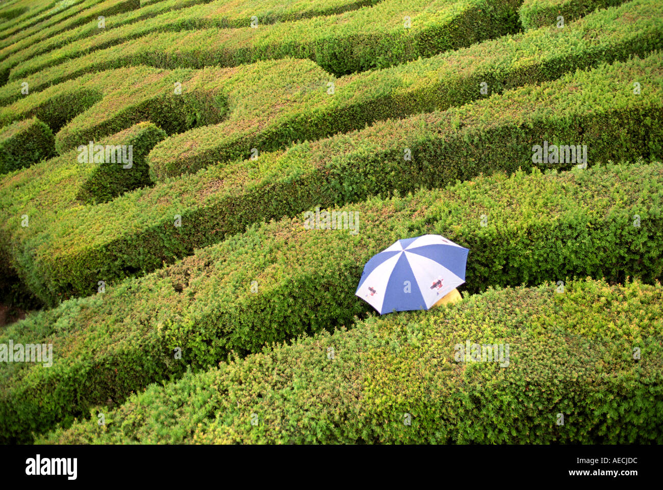 A LONE VISITOR ATTEMPTS TO SOLVE THE WORLDS LONGEST HEDGE MAZE AT ...