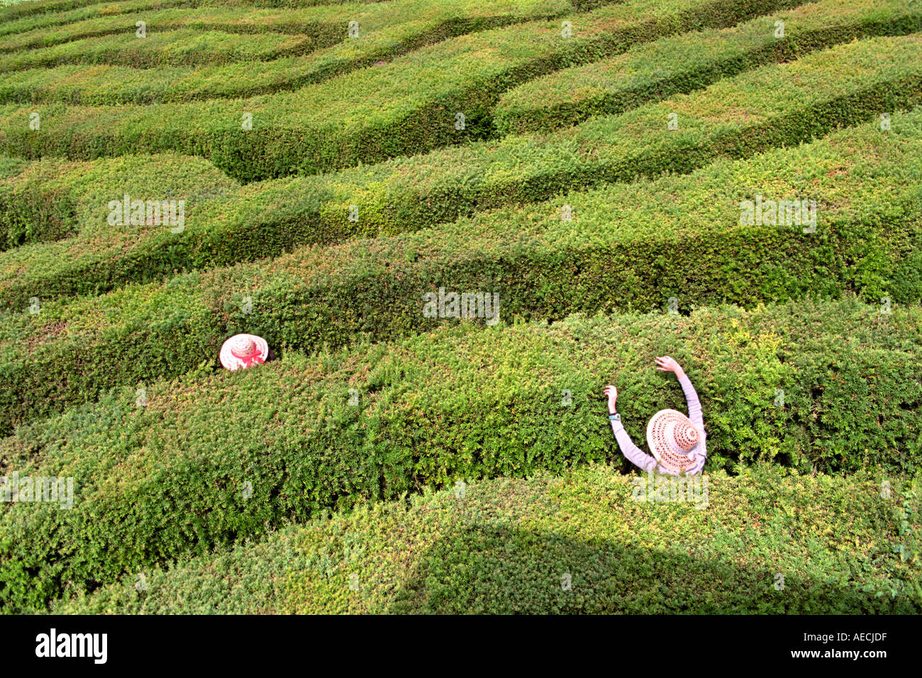 Longleat hedge maze in england hi-res stock photography and images - Alamy