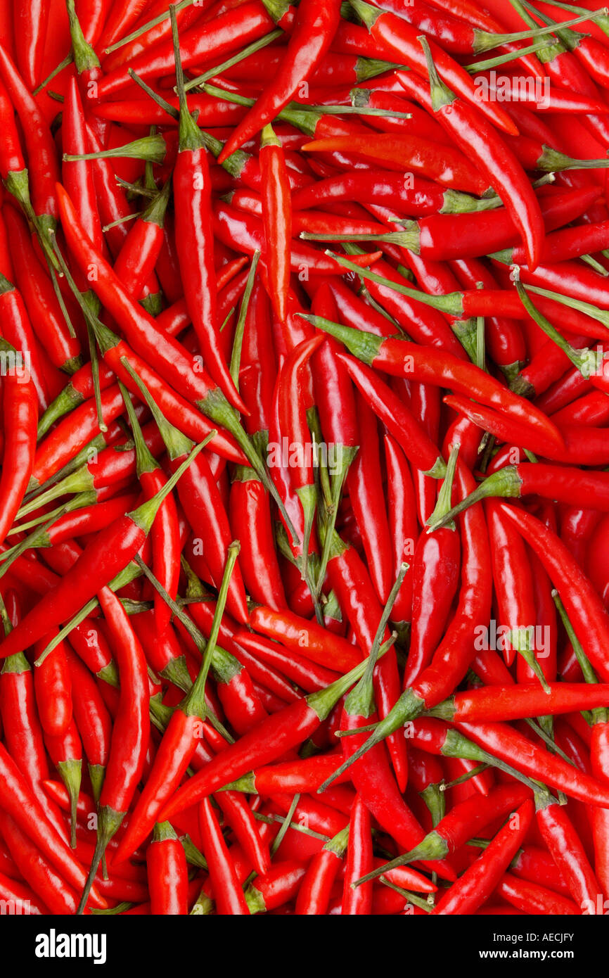 chili pepper, paprika (Capsicum annuum), red chili Stock Photo - Alamy