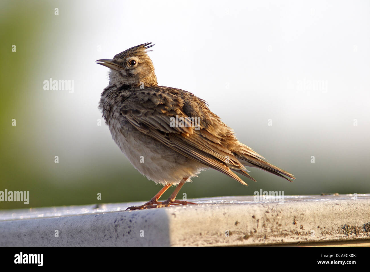 crested lark (Galerida cristata), on pile, Austria, Burgenland ...