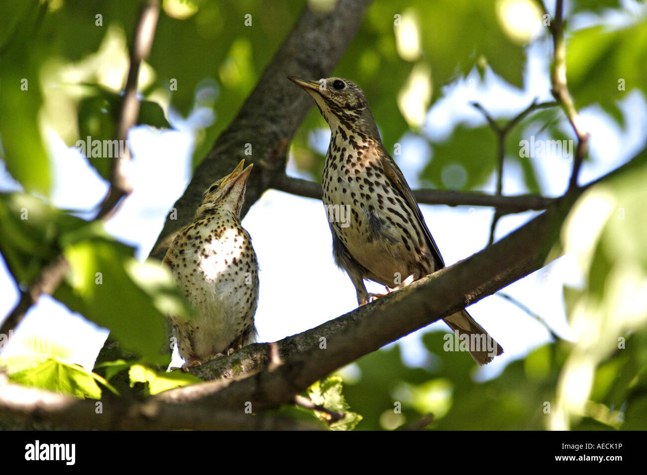 Juvenile song thrush hi-res stock photography and images - Alamy