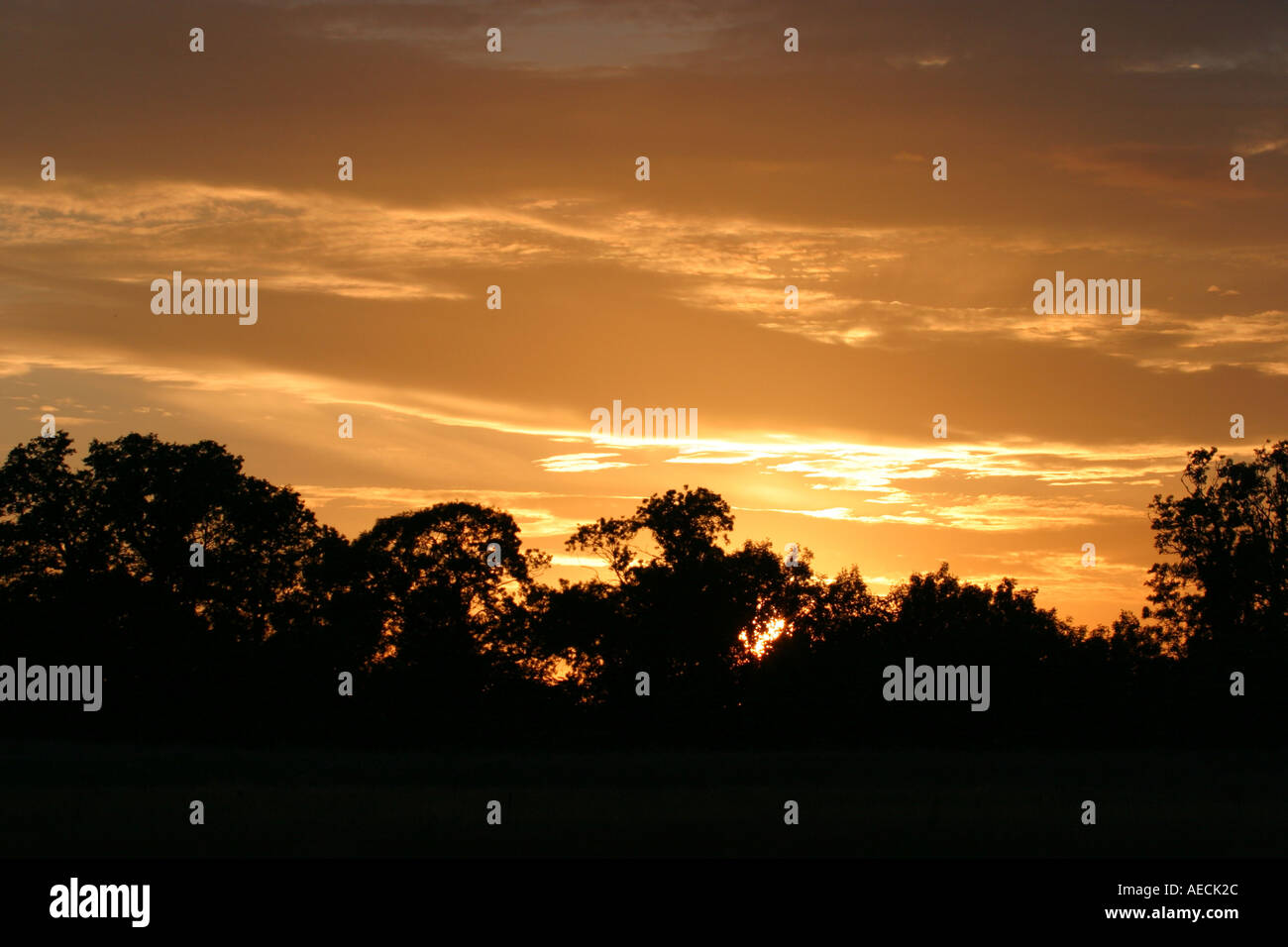 Dramatic golden sunset over silhouetted trees Stock Photo - Alamy