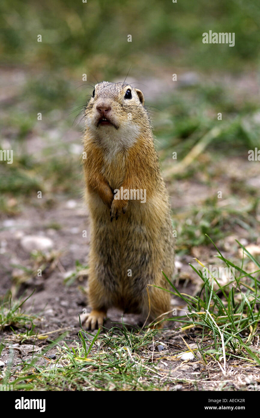 European ground squirrel, European suslik, European souslik (Citellus ...