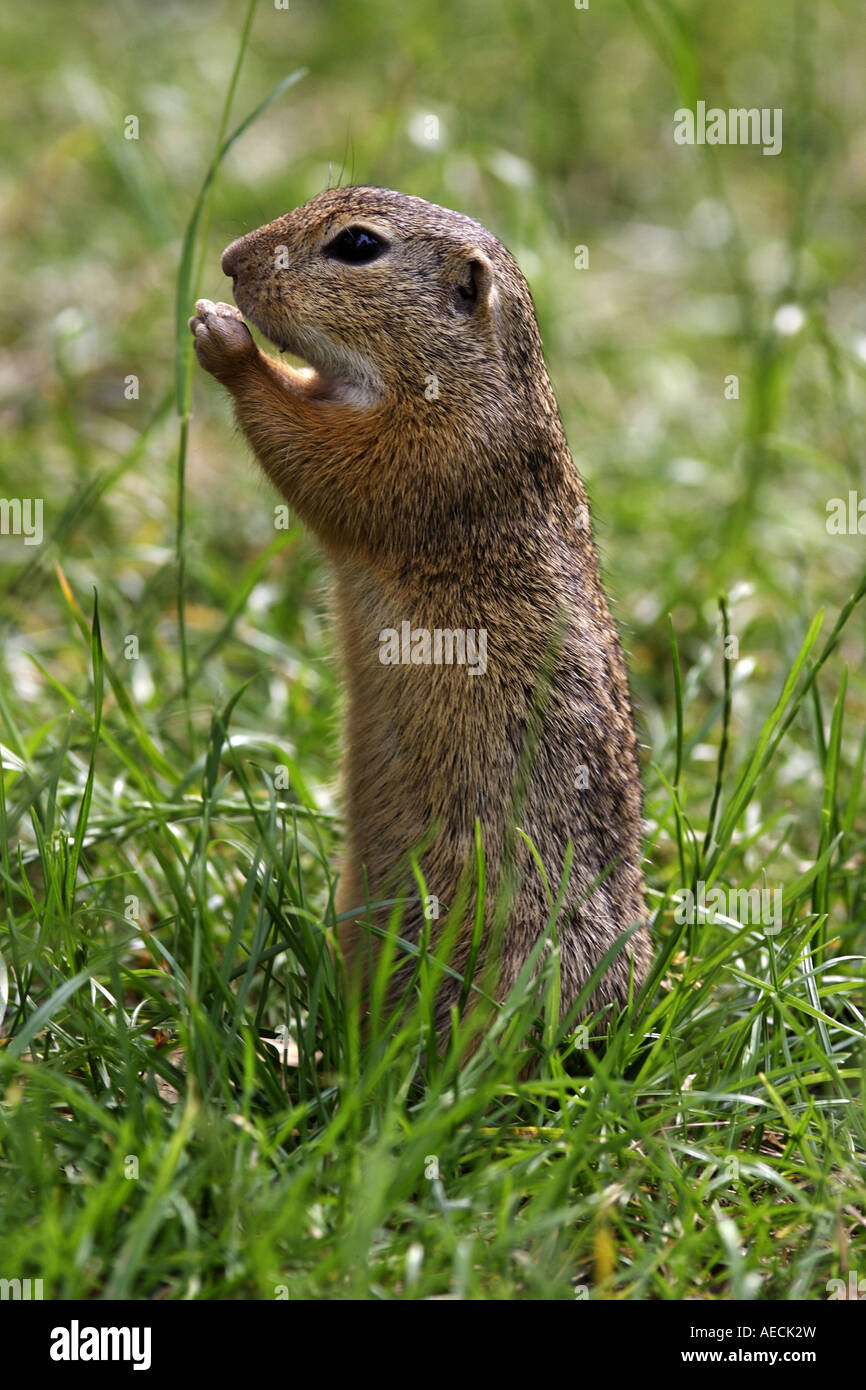European ground squirrel, European suslik, European souslik (Citellus ...